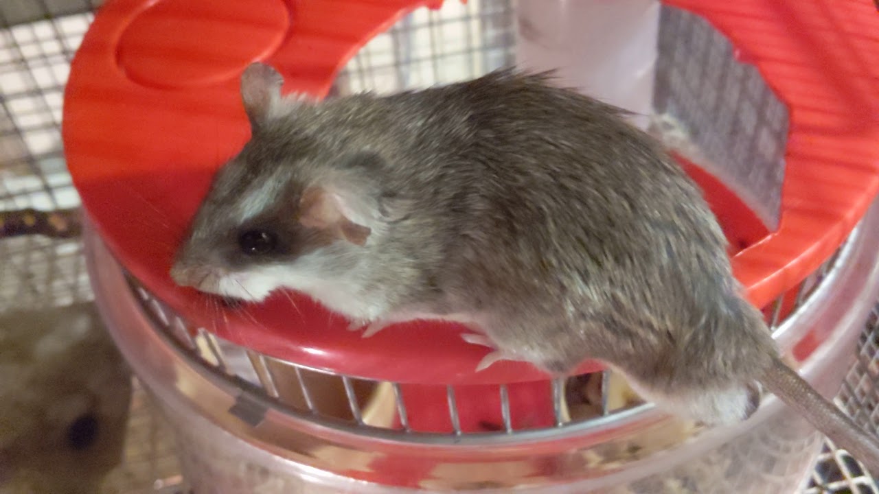 3 young acacia rats - YouTube