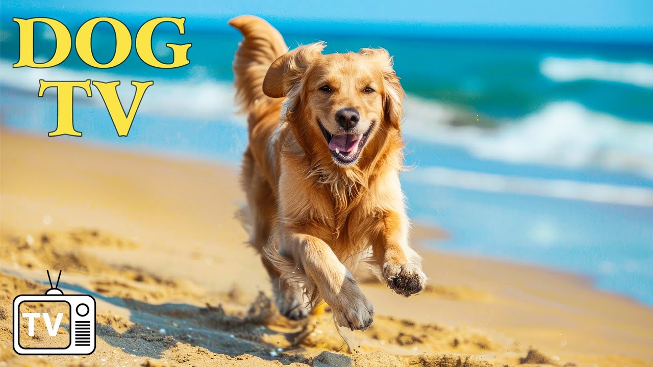 DOG TV: Anti Anxiety & Boredom Busting Video with Music for Dog🐕All-New ...