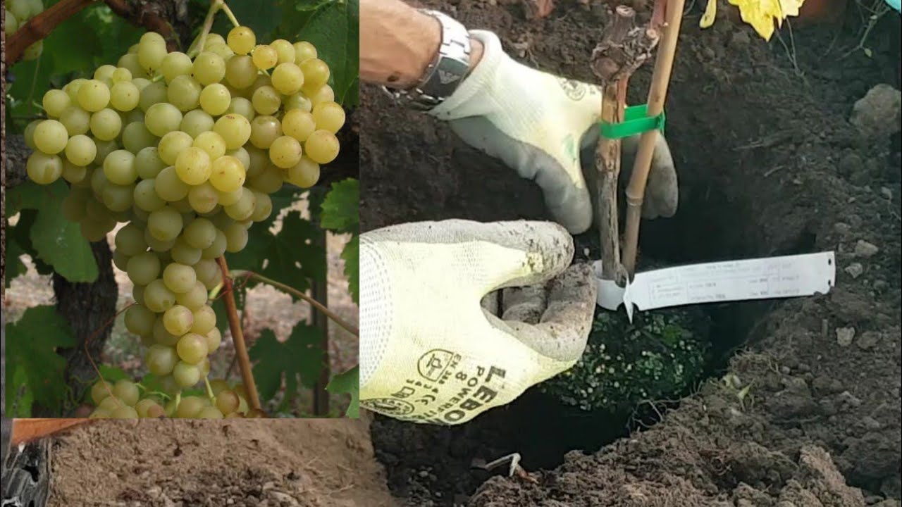 Peut On Planter De La Vigne Partoutnull