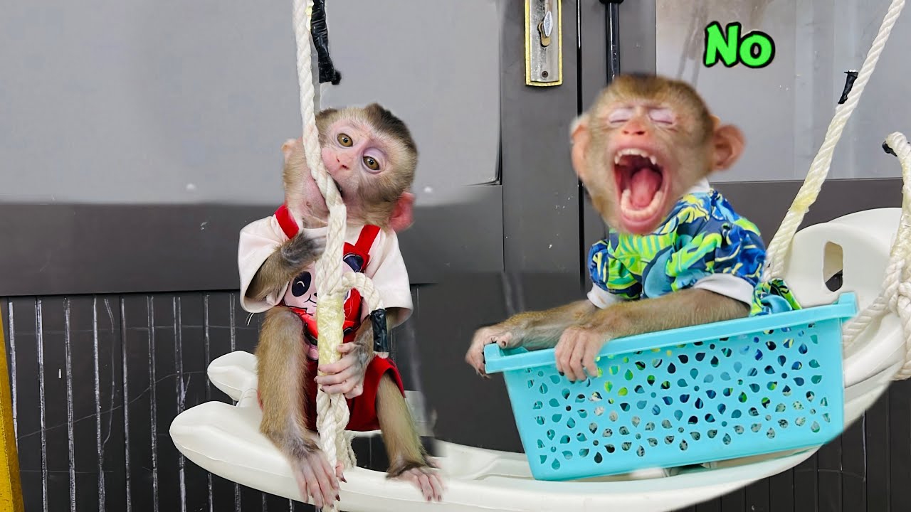 Monkey Diana ran to call her mother when she saw baby monkey DiDi destroying the swing. - YouTube