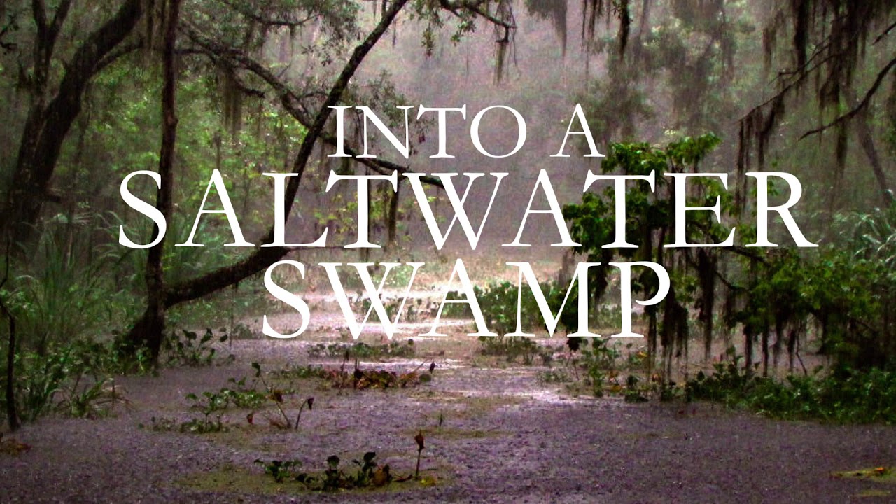 Swamped - Book Trailer - YouTube