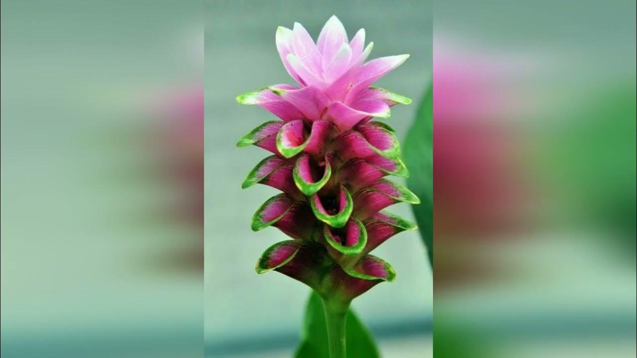 Красивые цветы для хорошего настроения - YouTube