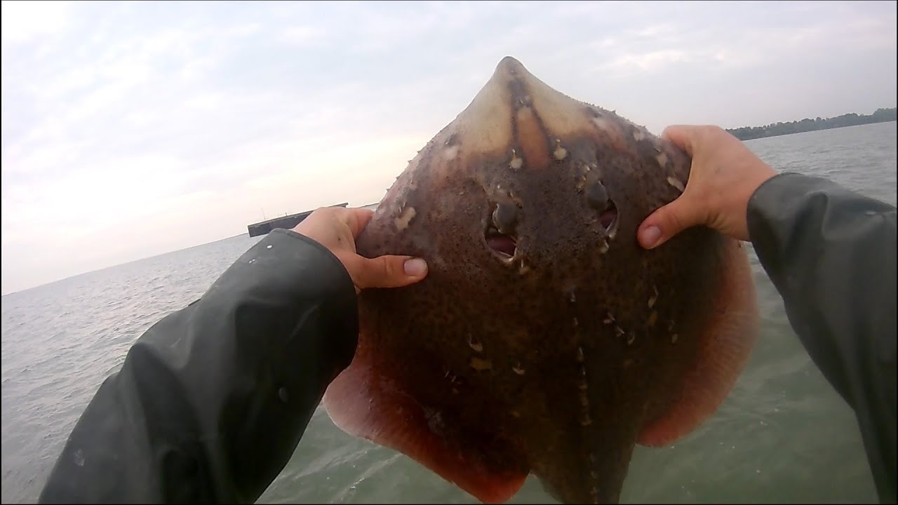 Thornback ray/roker fishing on the river blackwater 04/06/21 - YouTube