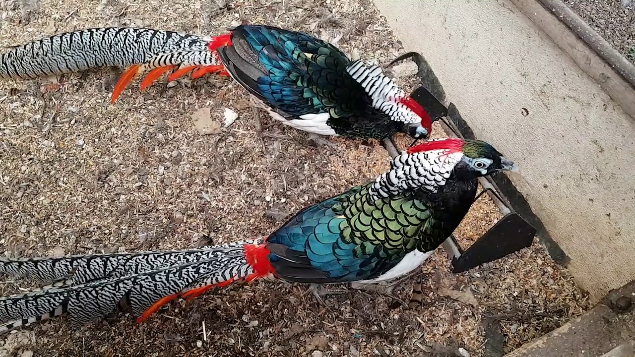 Lady Amherst Pheasants in full colour - YouTube