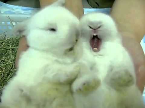 Conejitos enamorados - YouTube