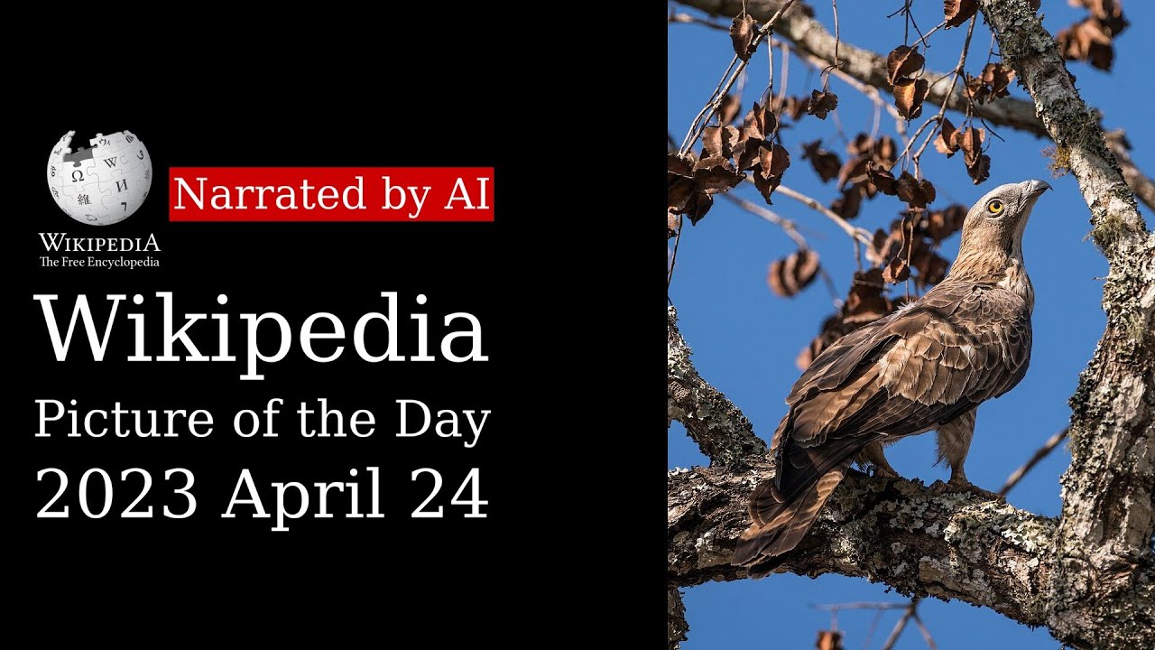 Wikipedia Picture of the Day: 2023-04-24 - Crested honey buzzard ...