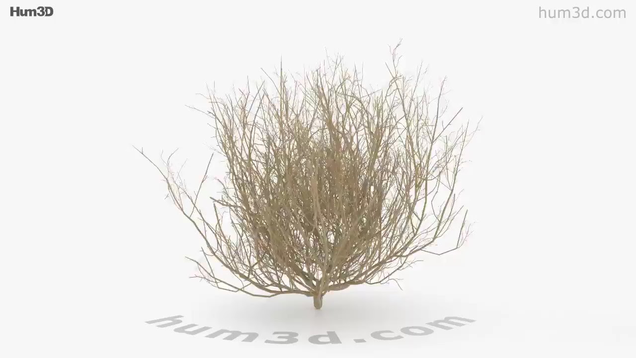 Tumbleweed 3D model by Hum3D.com - YouTube