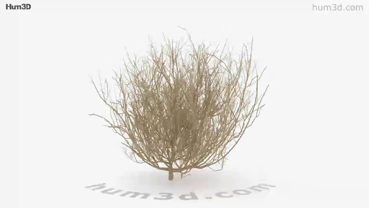 Tumbleweed 3D model by 3DModels.org - YouTube