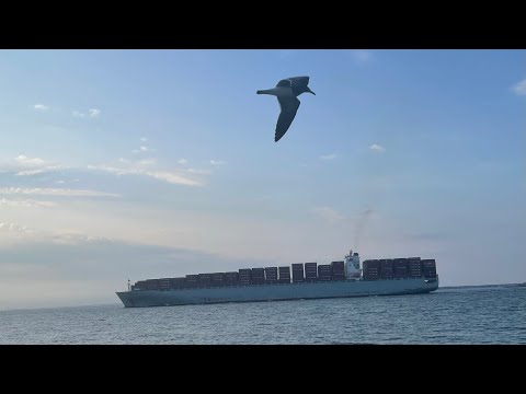 Zim Yantian Container Ship