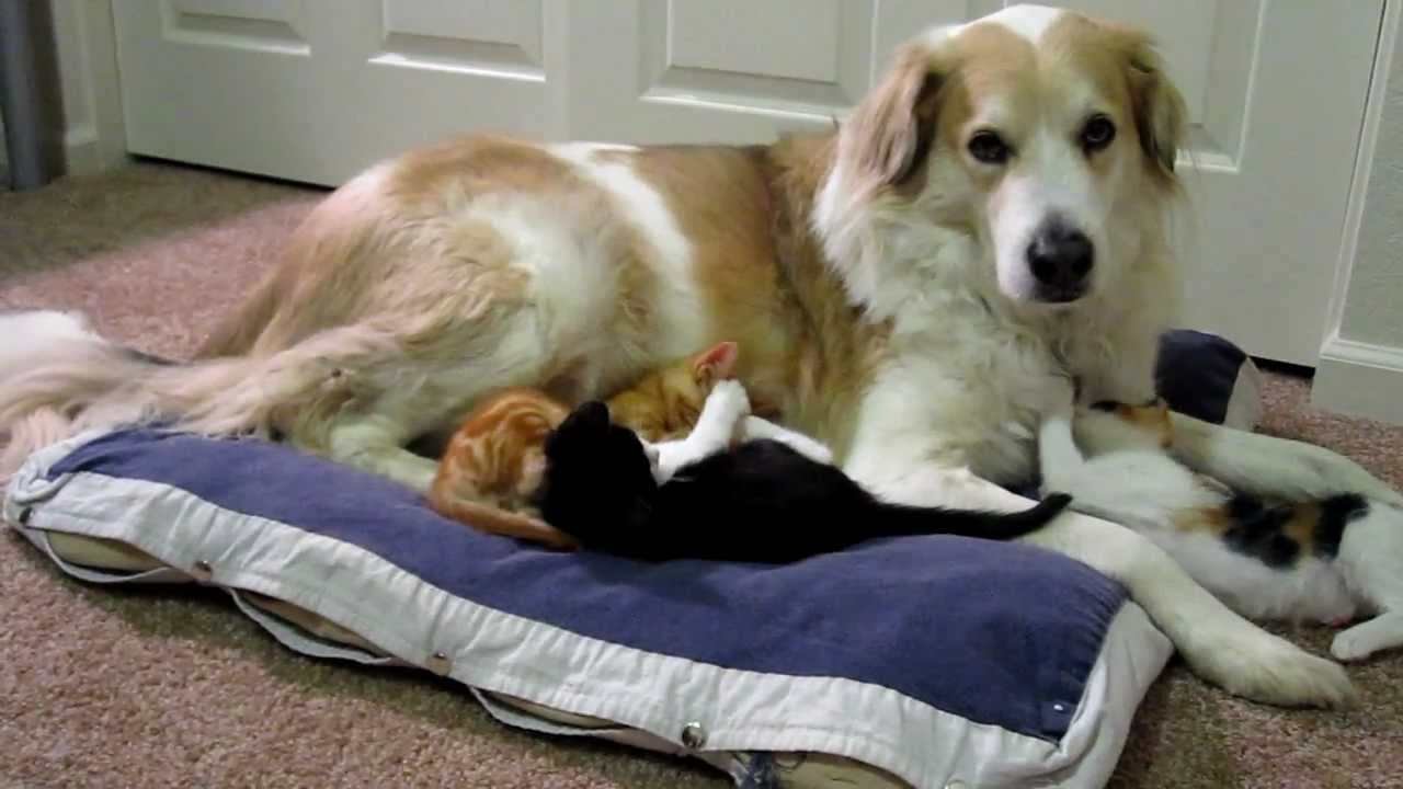 Cute adorable kittens snuggling with dog - YouTube