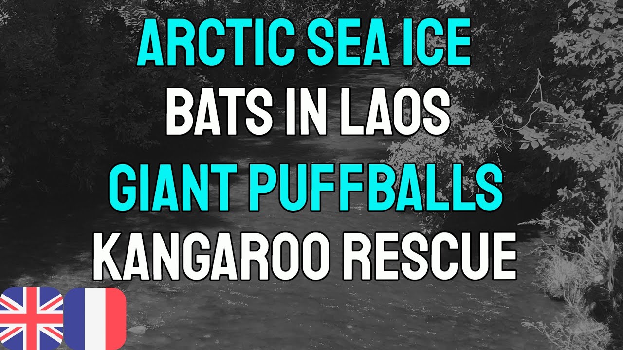Arctic sea ice, Bats in Laos, Giant puffballs, Kangaroo rescue. - YouTube