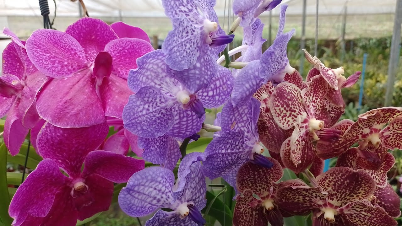 Aprenda os segredos para cultivar (bem) as suas Vandas! - YouTube