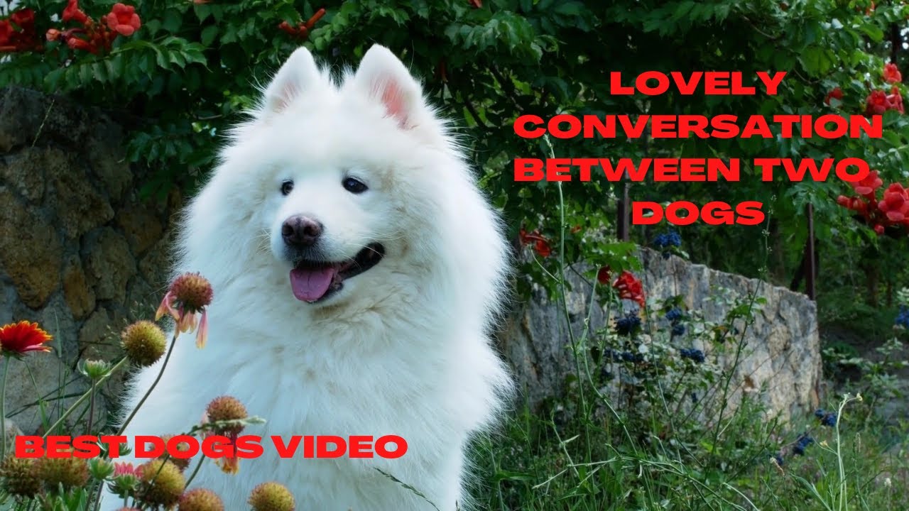 FUNNY DOGS TALKING VIDEO - YouTube