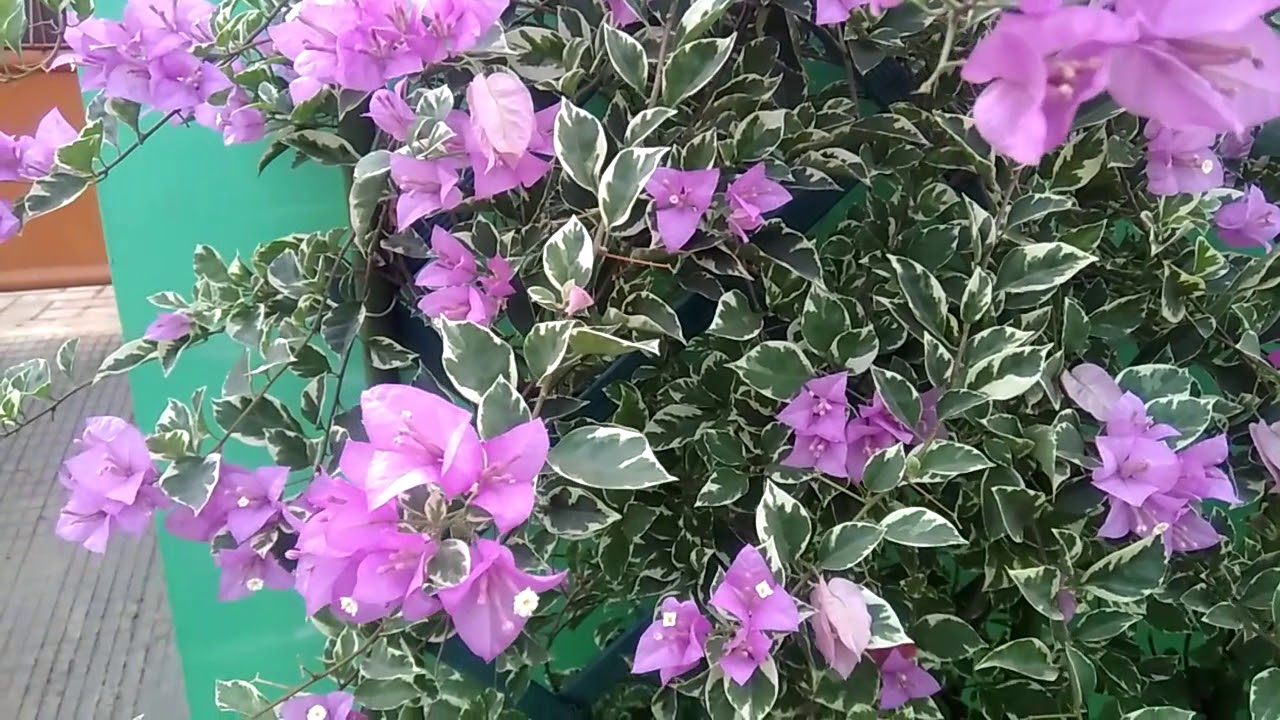 Bunga kertas (Bougenville) daun variegata warna ungu / purple menghiasi ...