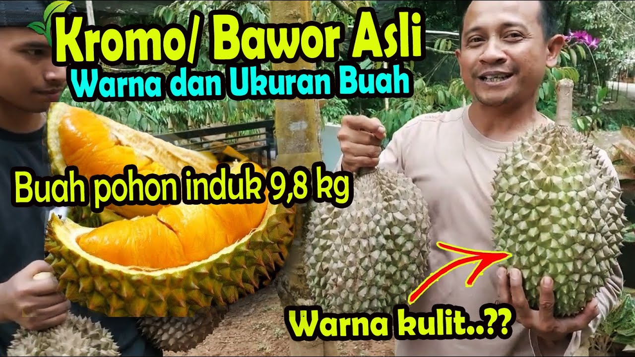 Durian Bawor Banyumas dari bibit indukan asli - YouTube