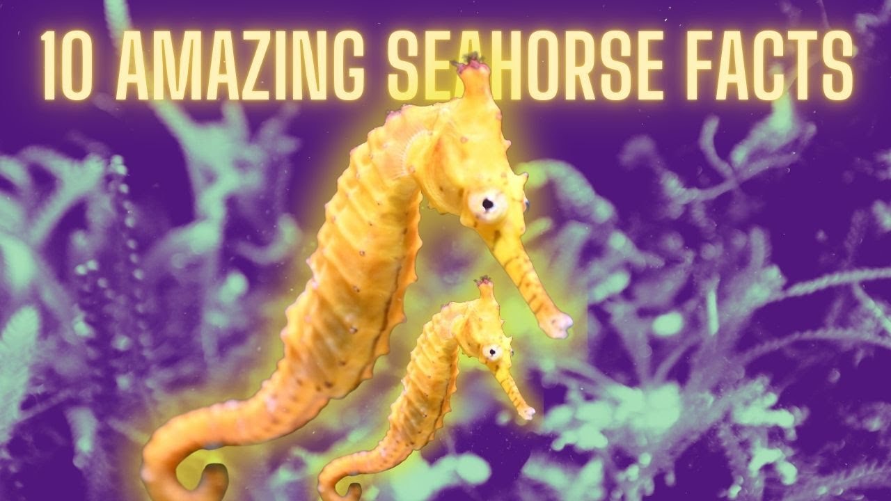 10 AMAZING SEAHORSE FACTS!!! - YouTube