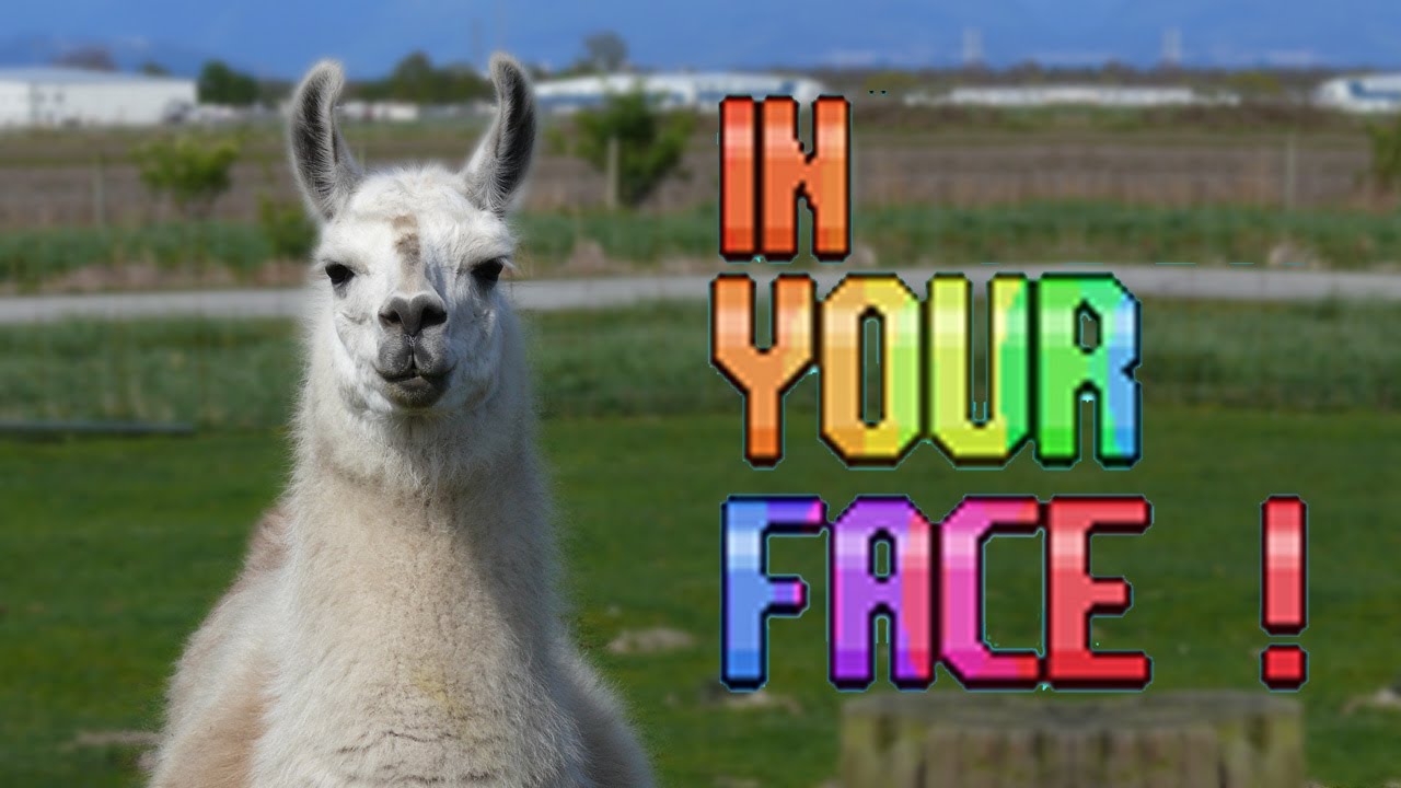 Funny Llama Meme Hilarious Holiday Moments With Maximus And Jeff