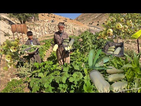 The miracle of Jahangir's hands in the nomadic garden; from pumpkin harvesting to organic dinner