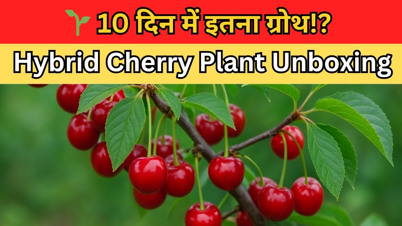Hybrid Cherry Plant Unboxing 🌿 | 10 Days Growth Update | चेरी पौधे की ...