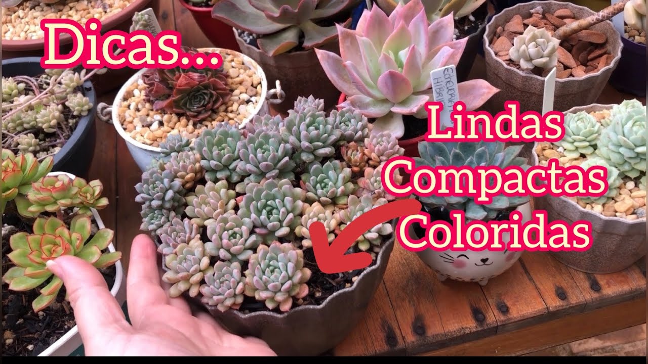 Top5: COMO TER SUCULENTAS LINDAS, COMPACTAS E COLORIDAS - YouTube