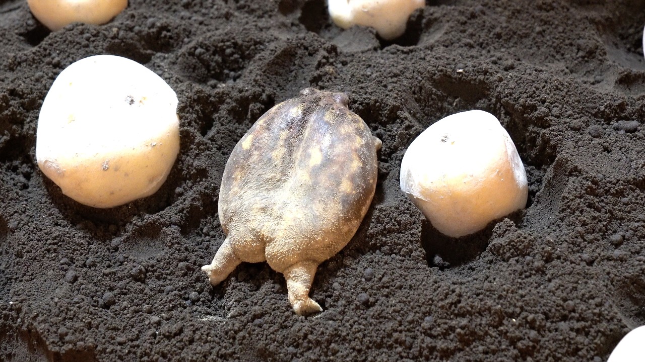 The potato fields became a playground for the Rain frogs🥔🥔 - YouTube