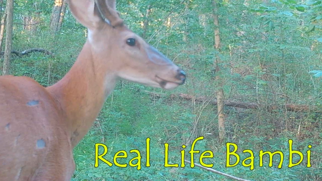 🦌 Real Life Bambi #516 🦌 - YouTube