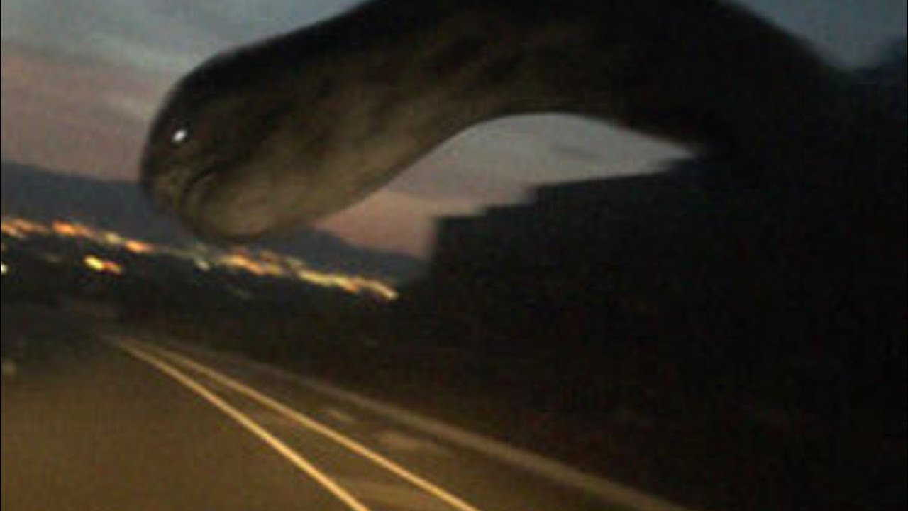 Bridge worm : chú run kinh dị. - YouTube