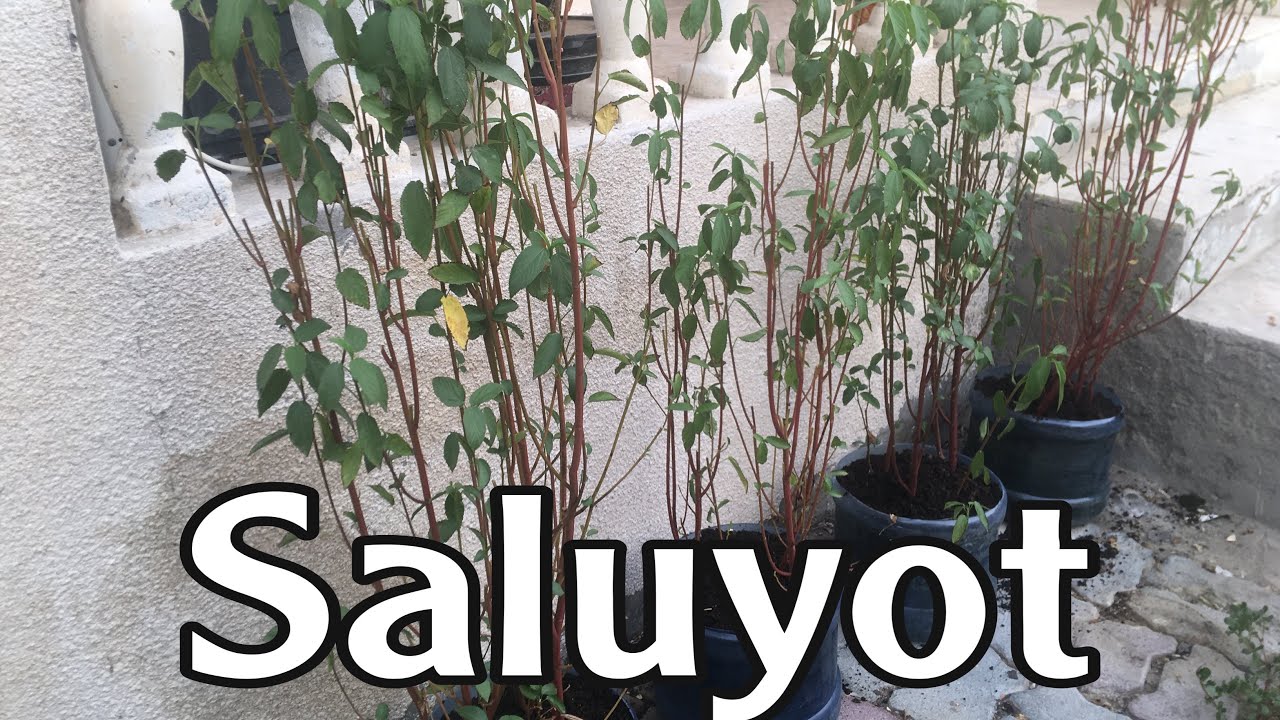PAANO MAGTANIM NG SALUYOT | JUTE PLANT | MOLOKHIA - YouTube