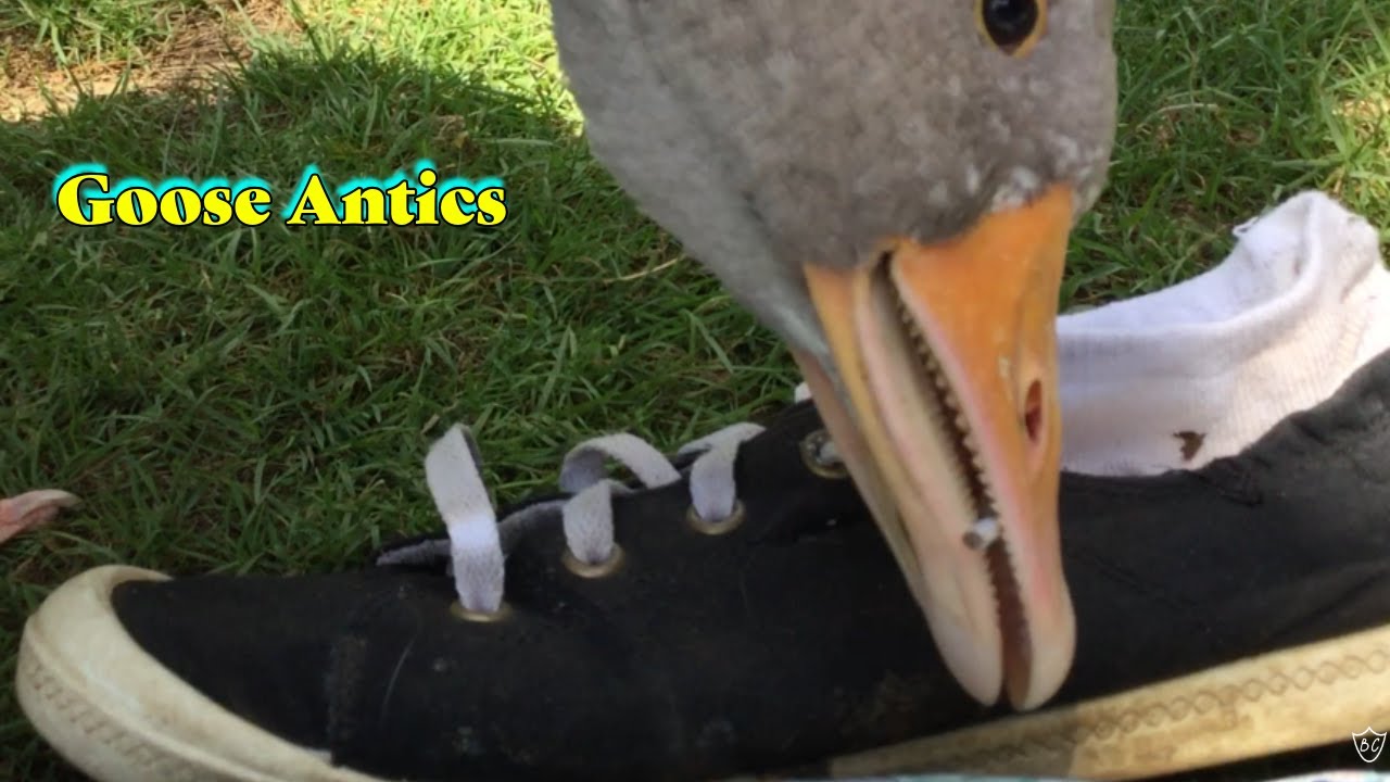 Goose Antics - Shoe Obsession (Geese Bite Everything) - YouTube