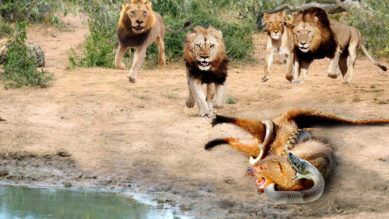 The Battle For Life And Death 🐍 Wild Discovery Animals 2024 #19 - YouTube
