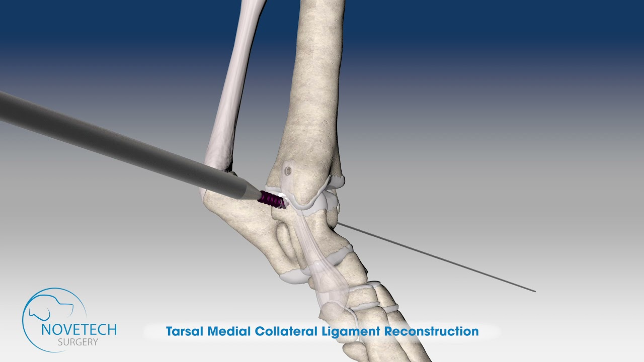Medial Collateral Ligament Dog