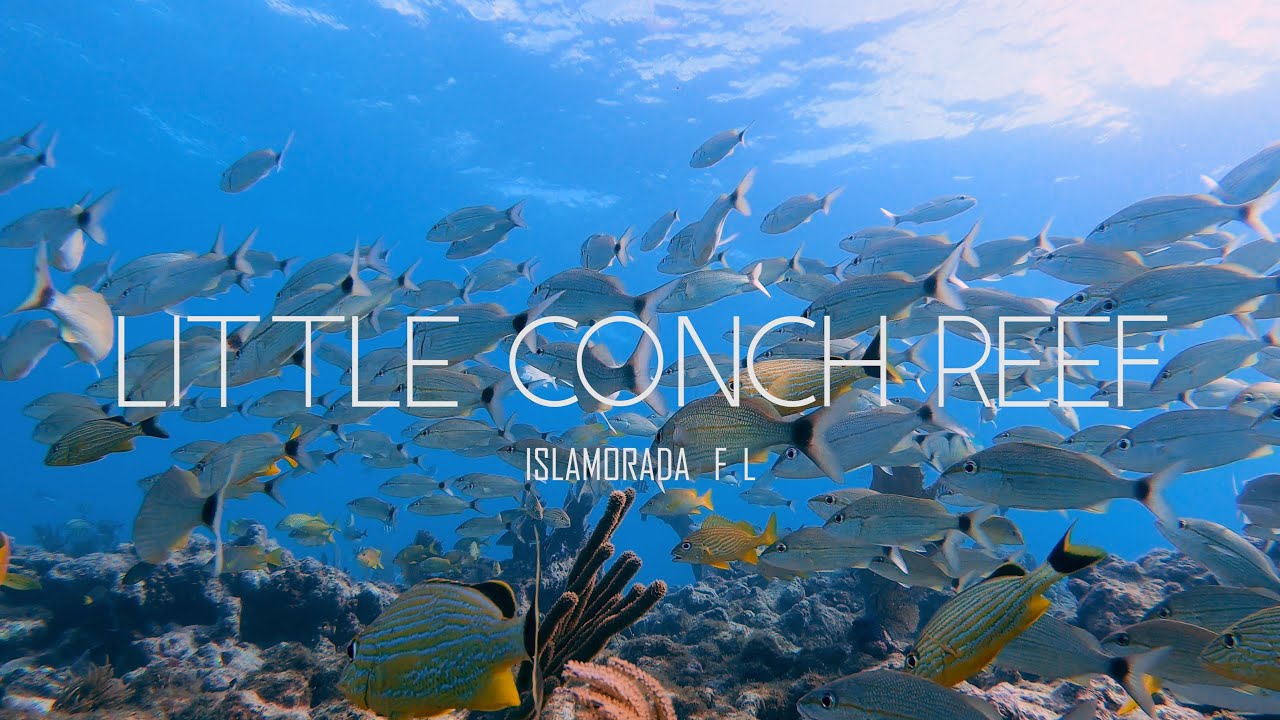 Little Conch Reef/Spanish Lady Reef - Shallow Reef Diving in Islamorada ...