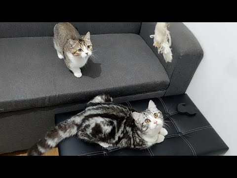 Kitten Fifi has more energy to play than Tobi #cat #kitten #catlover ...