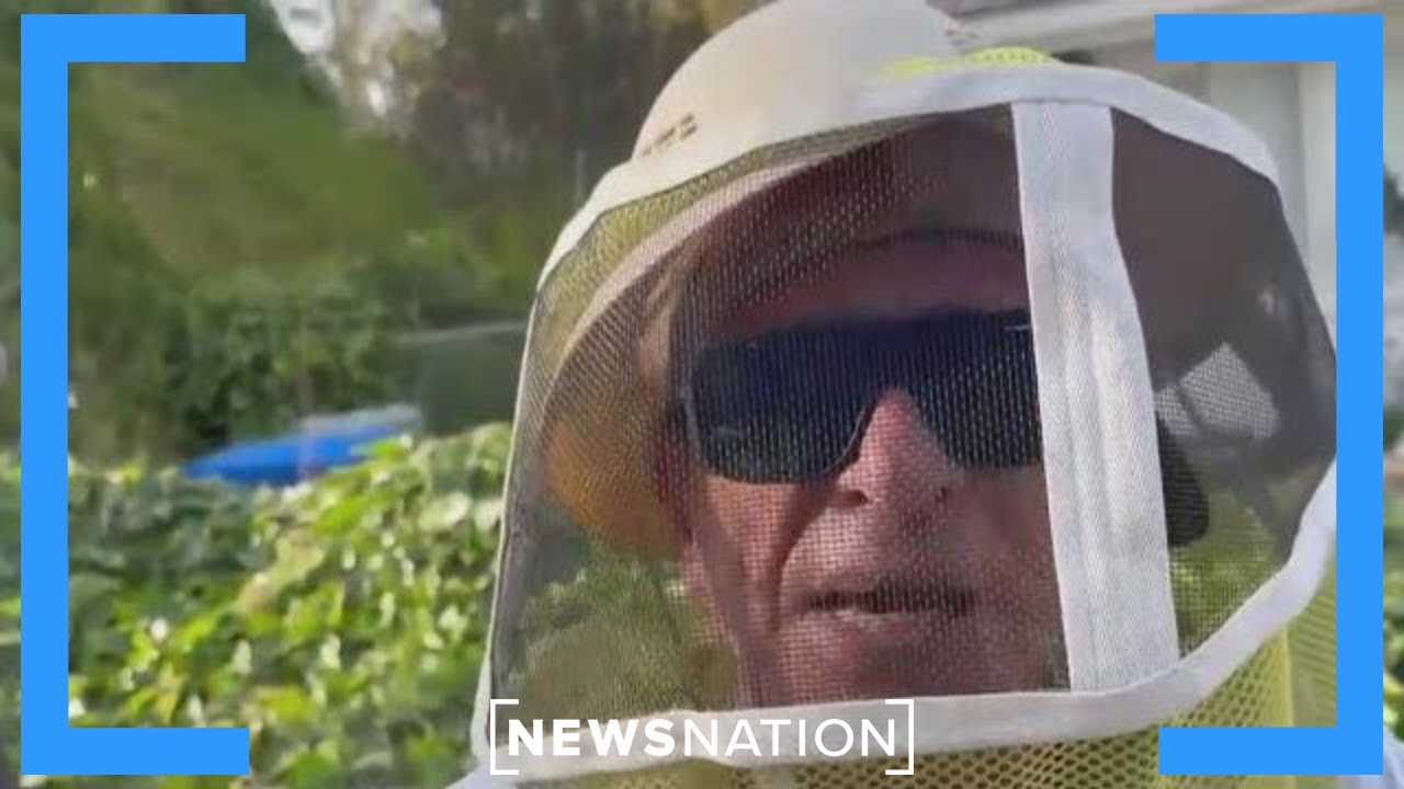Massive swarm of bees invades LA neighborhood | NewsNation Now - YouTube