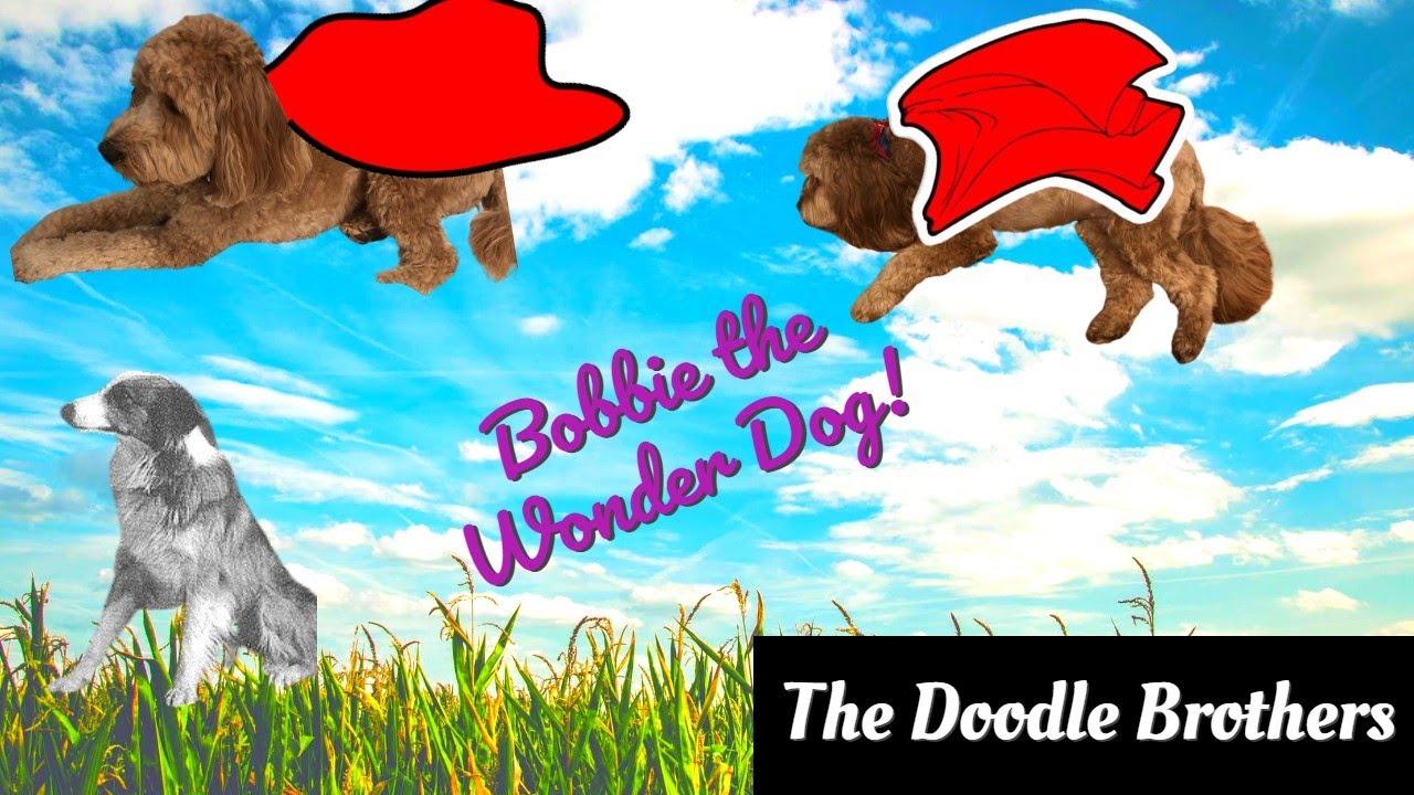 Bobbie the Wonder Dog: Doodle Brothers - YouTube