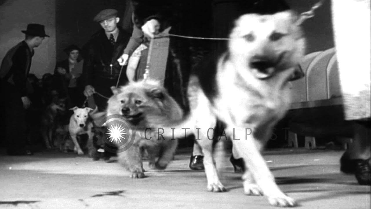 Dogs displayed at 26th Annual Bench show in Chicago, Illinois. HD Stock ...