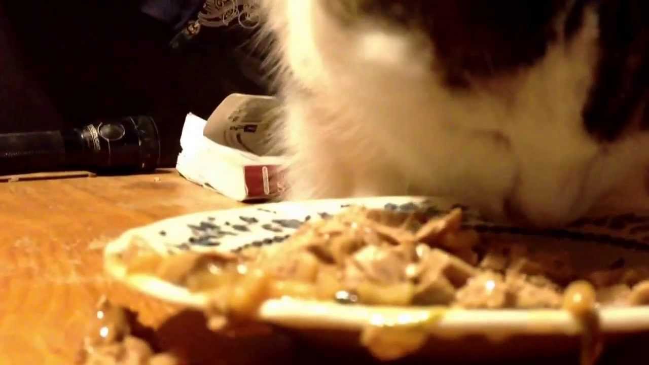 cat says "yum yum yum" while eating - YouTube