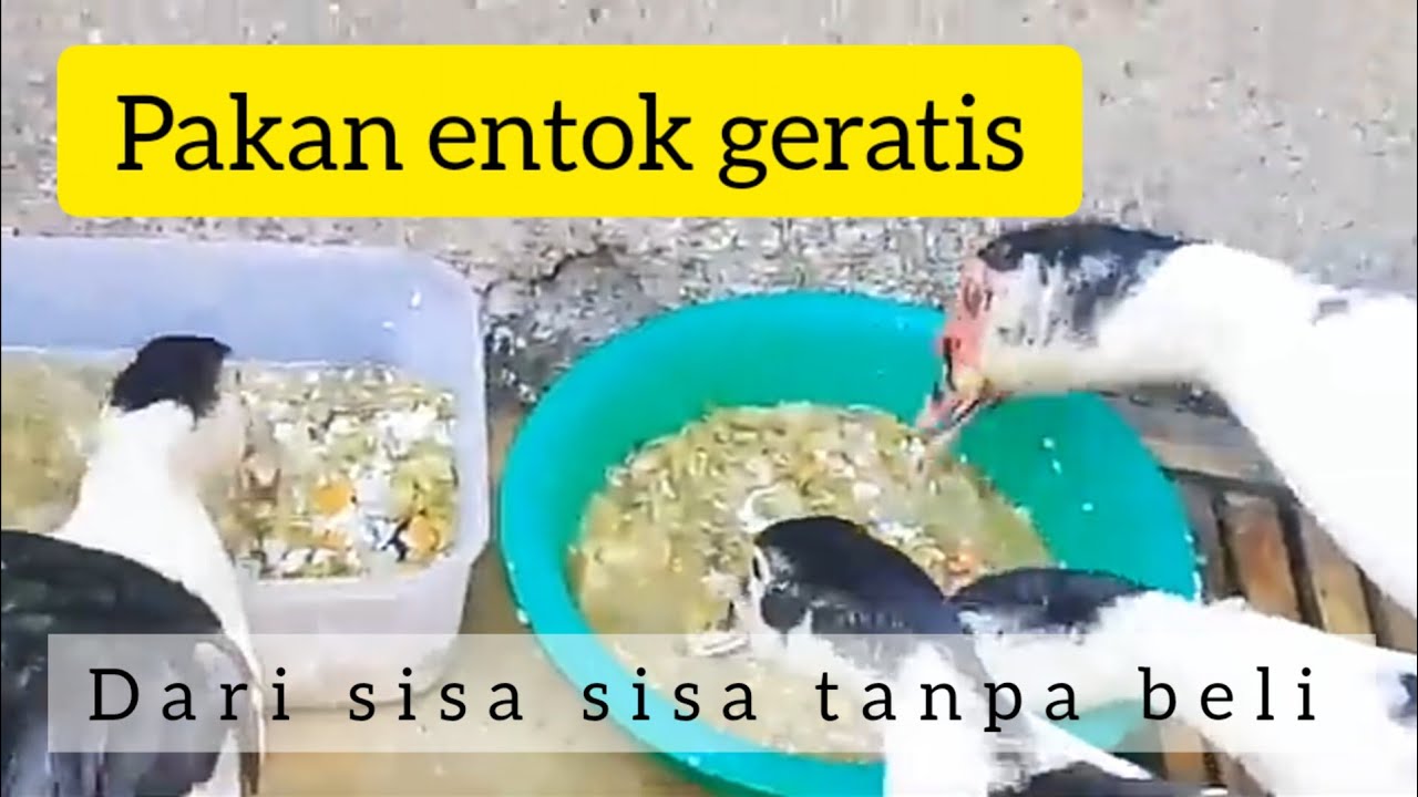pakan entok geratis - YouTube