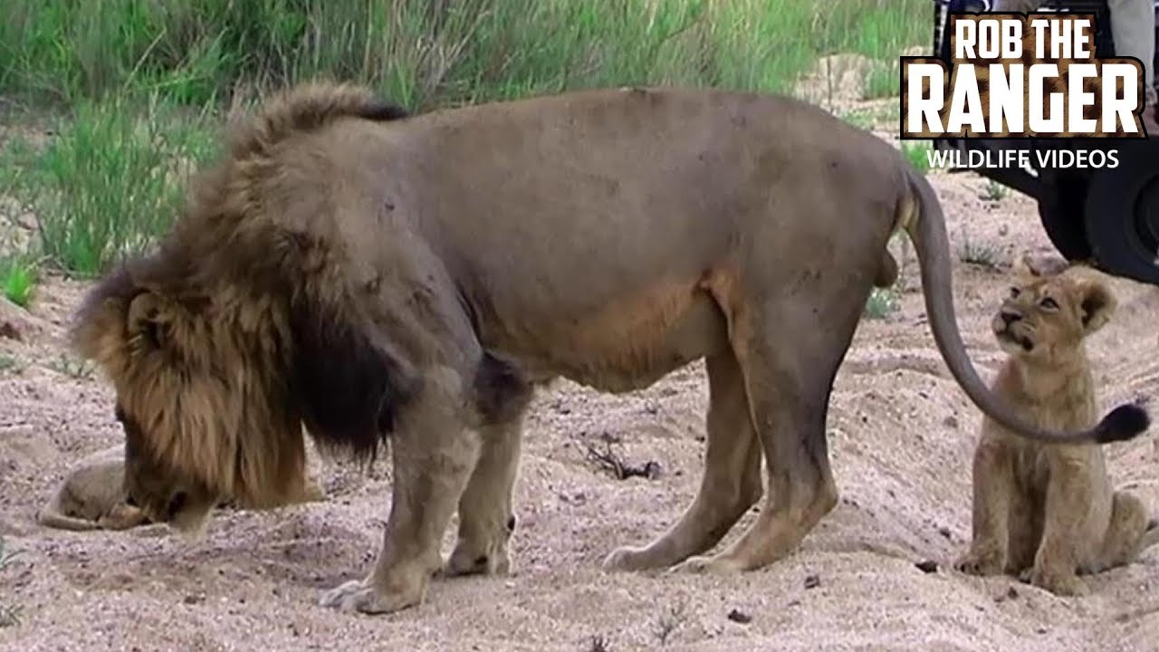 Lion Pride Interactions | Cubs Playing | Archive Mapogo Lion Footage ...