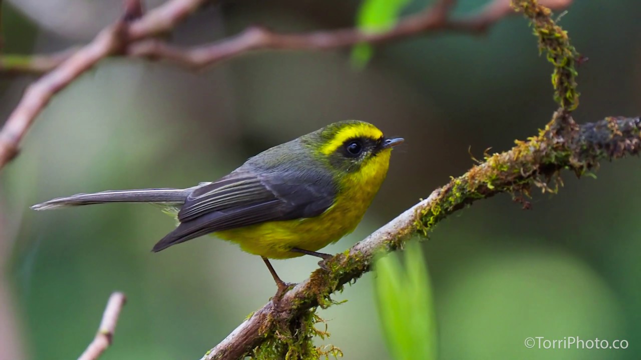 Yellow-bellied fairy-fantail (Золотобрюхая веерохвостка) - YouTube