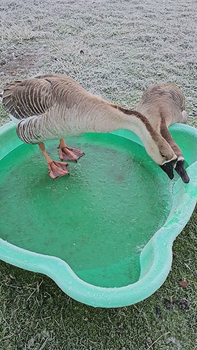 Brown Chinese Geese on frozen water - YouTube