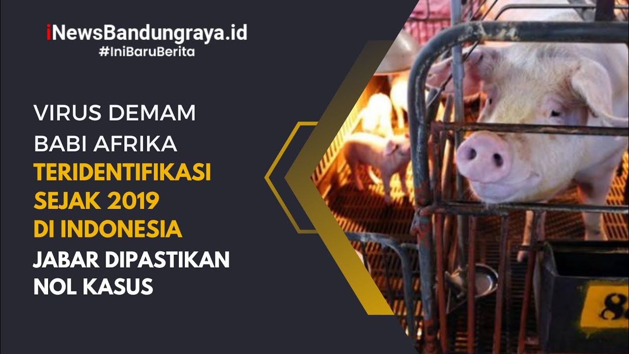 Virus Demam Babi Afrika Teridentifikasi Sejak 2019 di Indonesia, Jabar ...