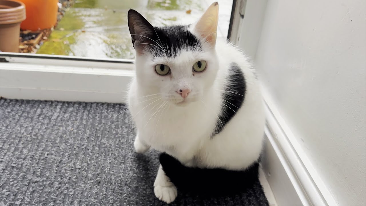 Live With The Neighbours Cat - YouTube