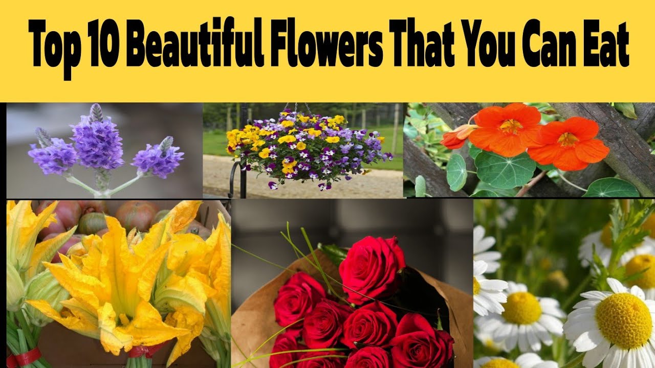 10 Most Beautiful Flower Names | Best Flower Site