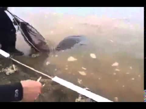 Riba Gigantskih Proporcija Ikad Uhvacena na Svijetu - YouTube