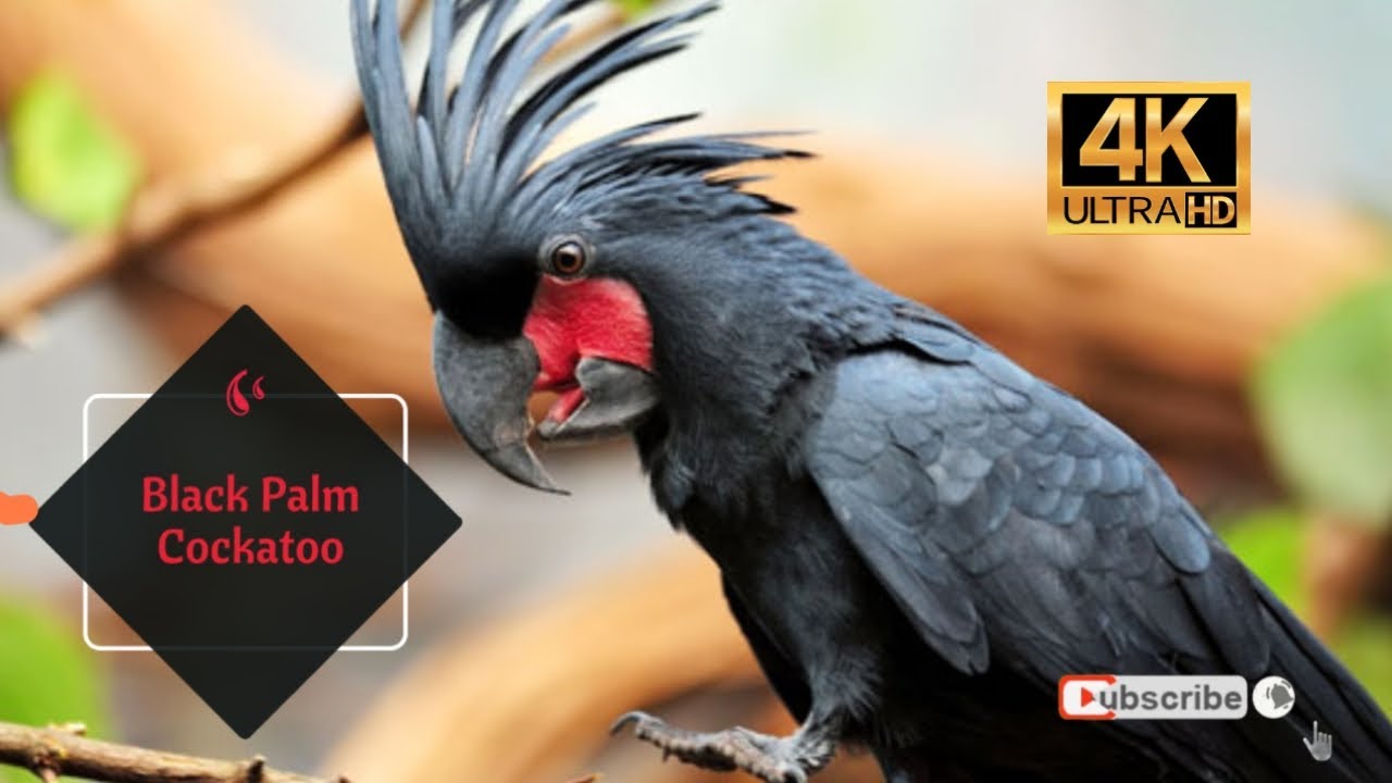 Black Palm Cockatoo- World of Birds 4K - YouTube