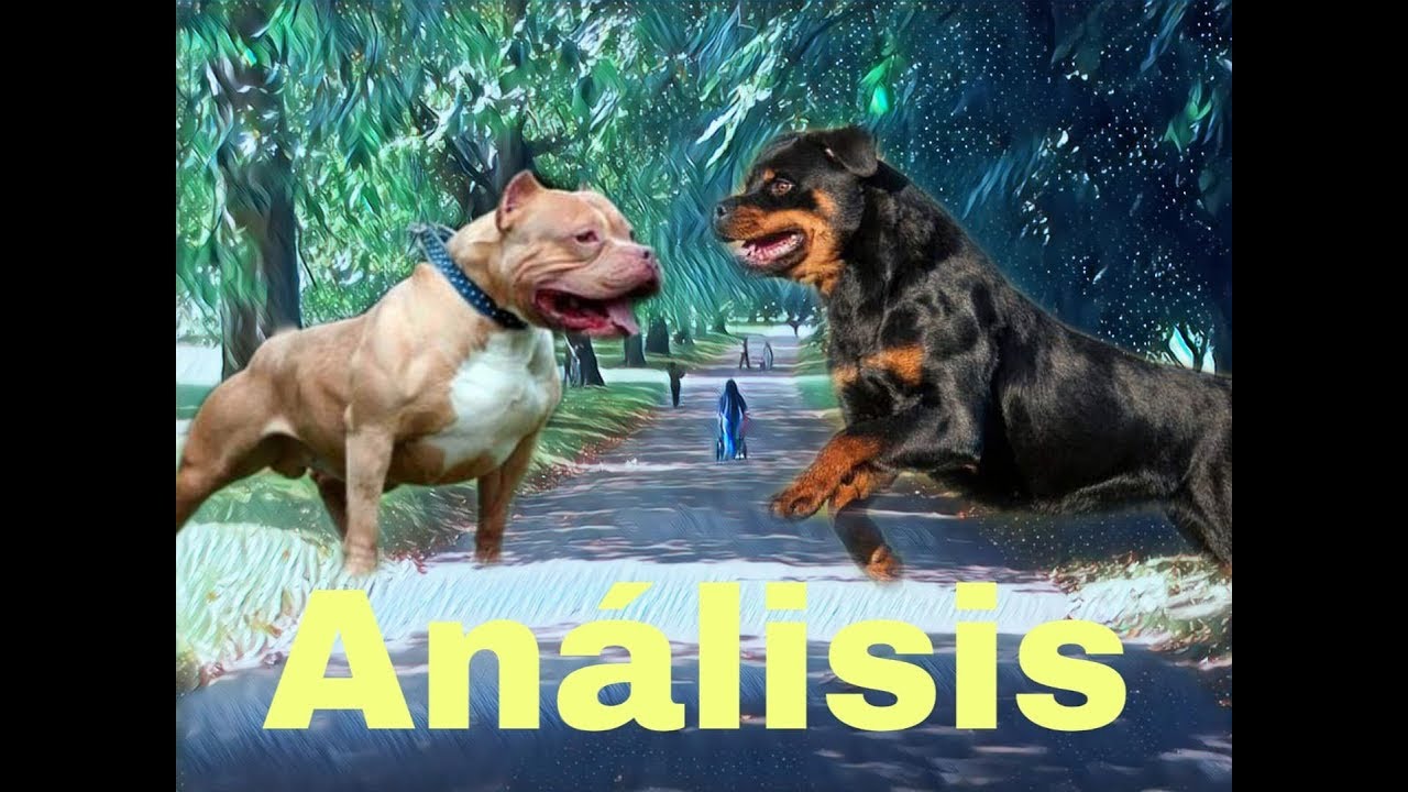 American Bully vs Rottweiler ANALISIS - YouTube