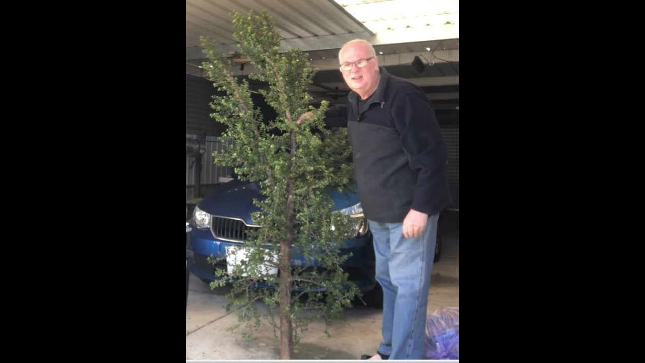 12 Year & 13 Year Old Jade Trees - YouTube