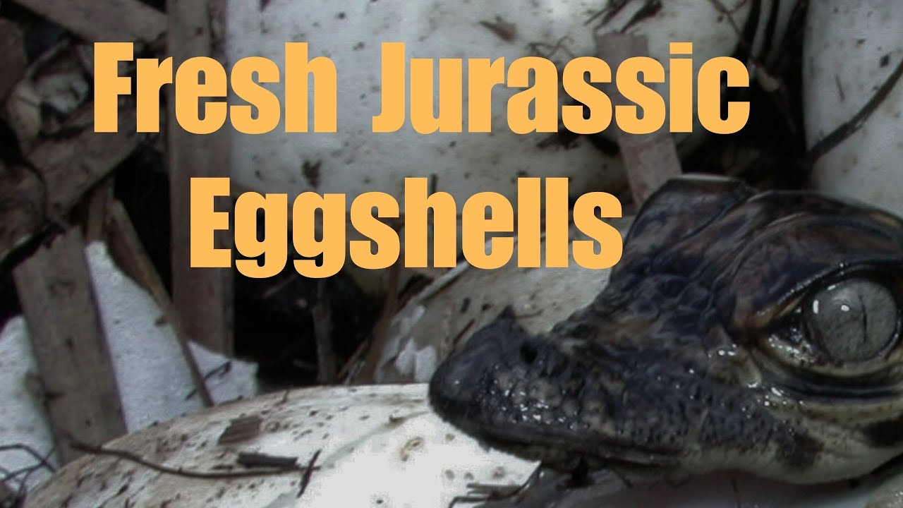 Crocodile Eggshells - YouTube
