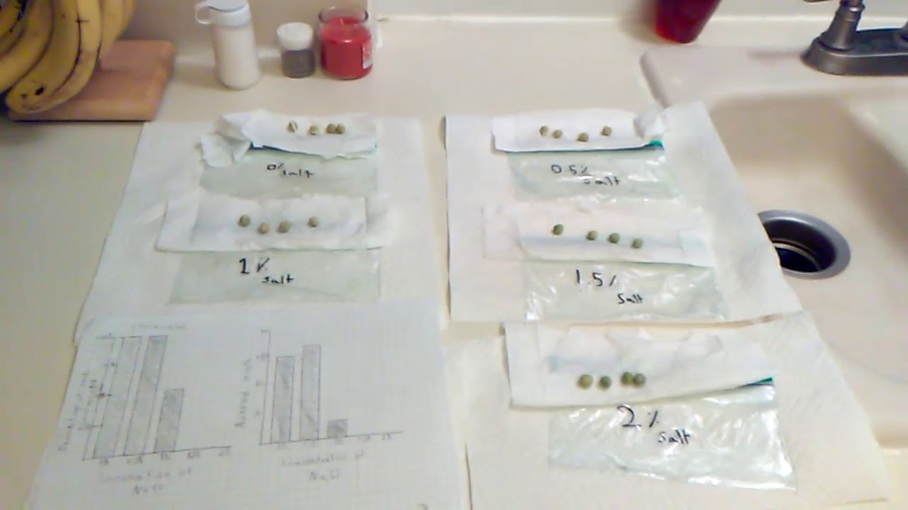 Apes Seed germination lab - YouTube